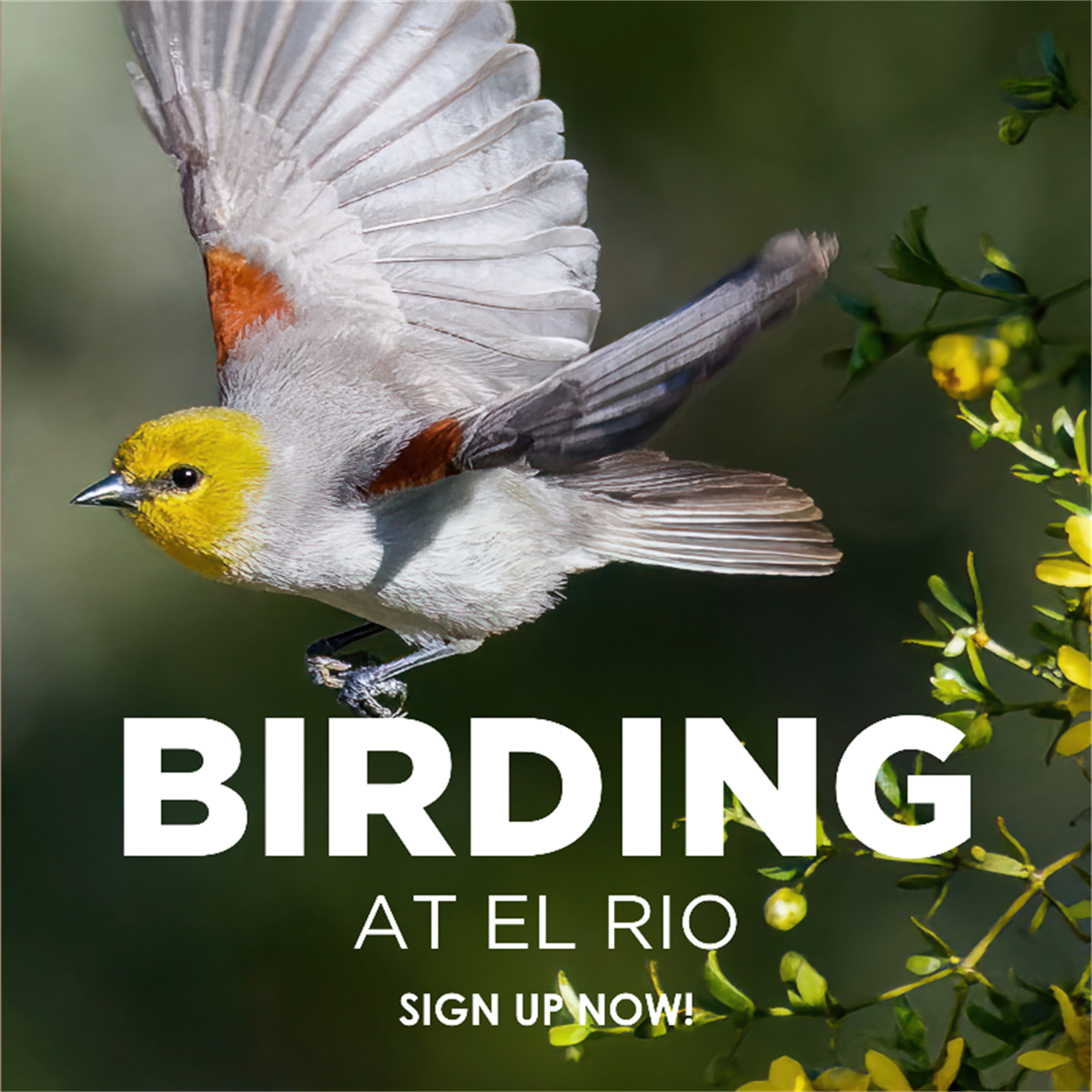 Birding at El Rio Preserve - Town of Marana, AZ